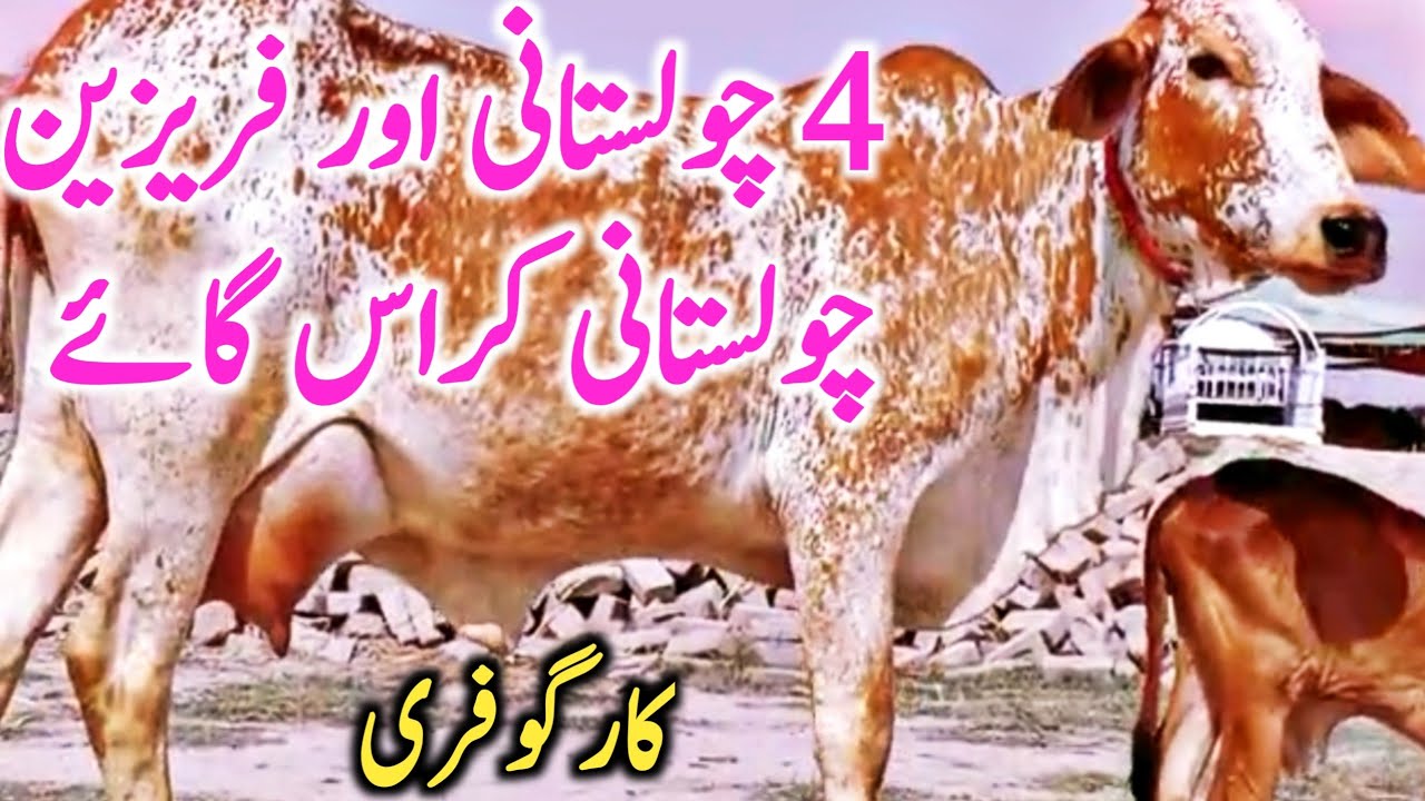 Pure Cholistani Desert Cow And Cholistani Friesian Cross Cow || Global ...