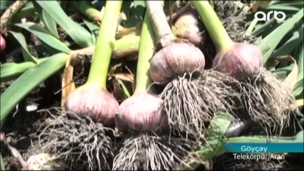 SARIMSAQ BU İL NEÇƏYƏ OLACAQ? - YouTube