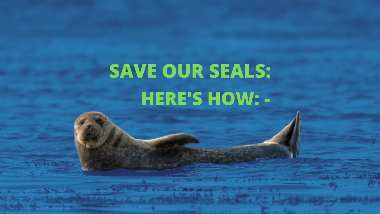 SKILLS YOU NEED TO WORK WITH SEALS. #seals #johnbeaumont #wildlife # ...