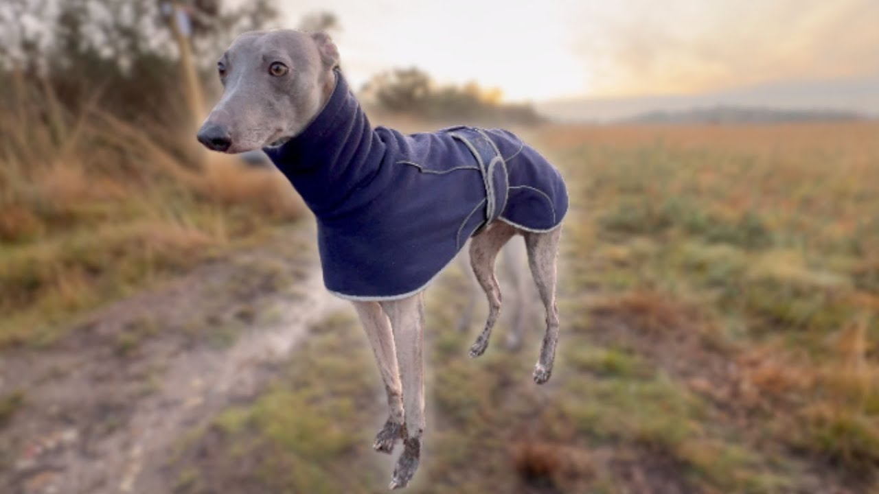 Walking A Whippet | Chobham Common | Sunset - YouTube