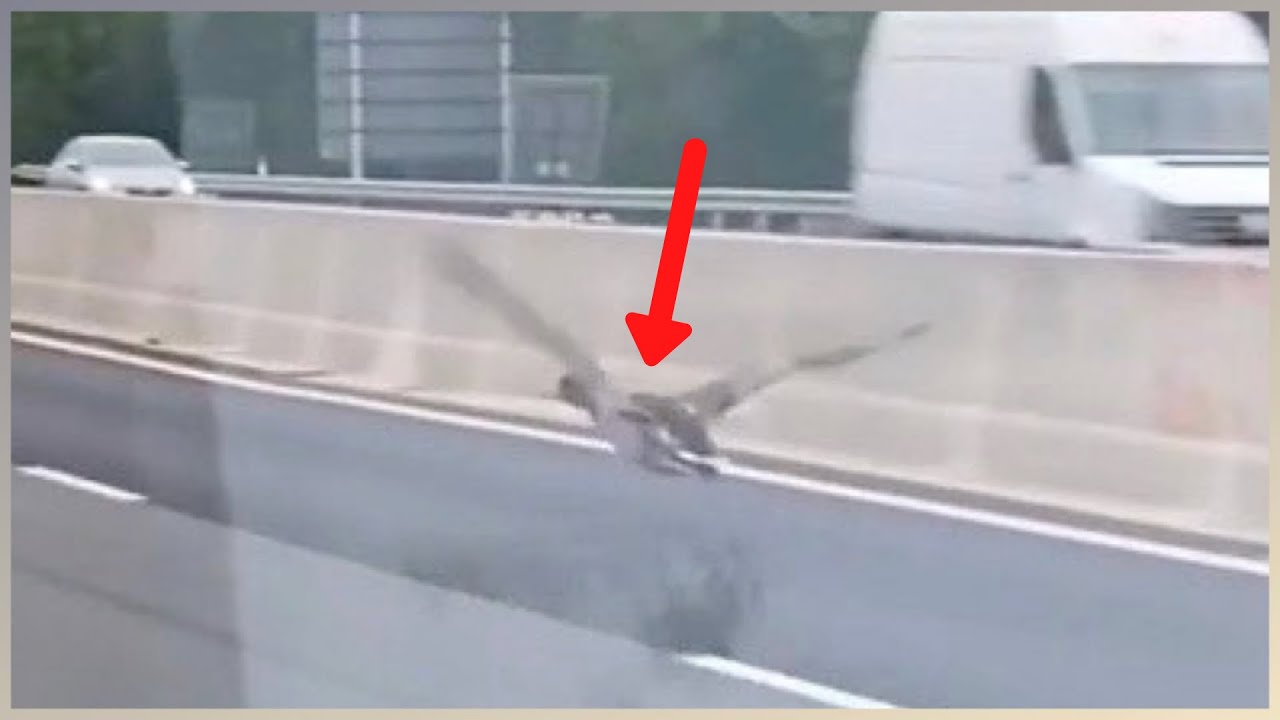 This Duck was found on a Highway flying at 60 miles per hour! - Viral ...