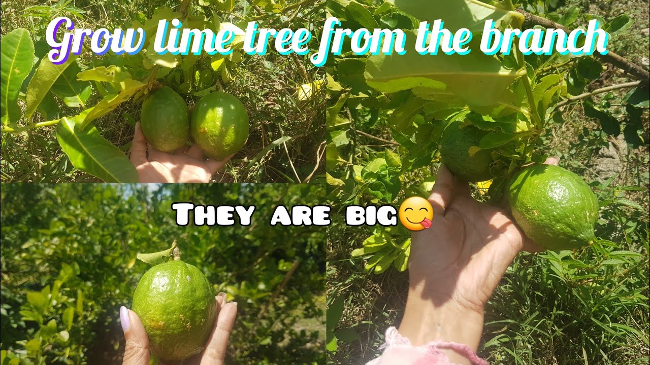 How to grow lime tree from the branch - YouTube