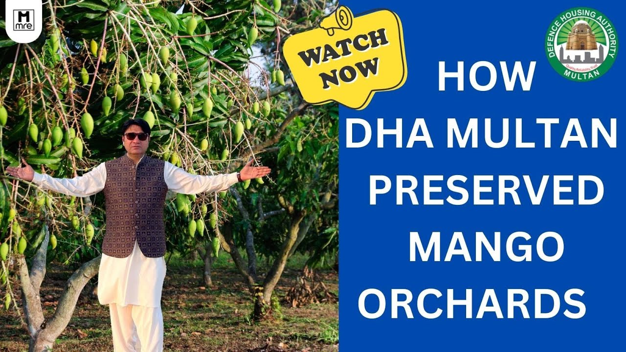 Preserved Mango Orchards by DHA Multan Watch This Videos | Shahid Choudhry | Multan Real Estate ...