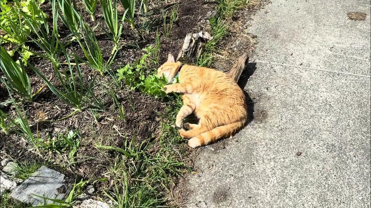 catnip addict - YouTube