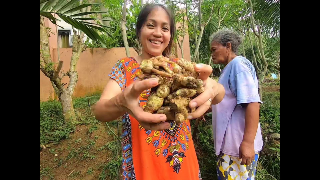 Harvesting Ginger ( LUYA) from our backyard Living in Cebu City ...