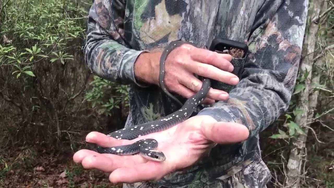 Buttermilk Racer Snake Capture - YouTube