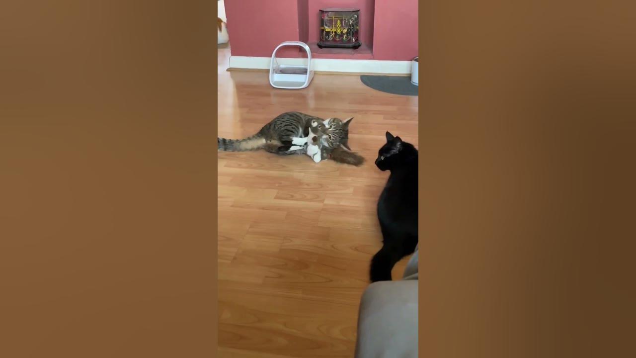 Catnip toy sends Tabs into a frenzy! - YouTube
