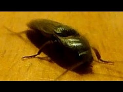 Click beetle. Hop, step and jump - YouTube