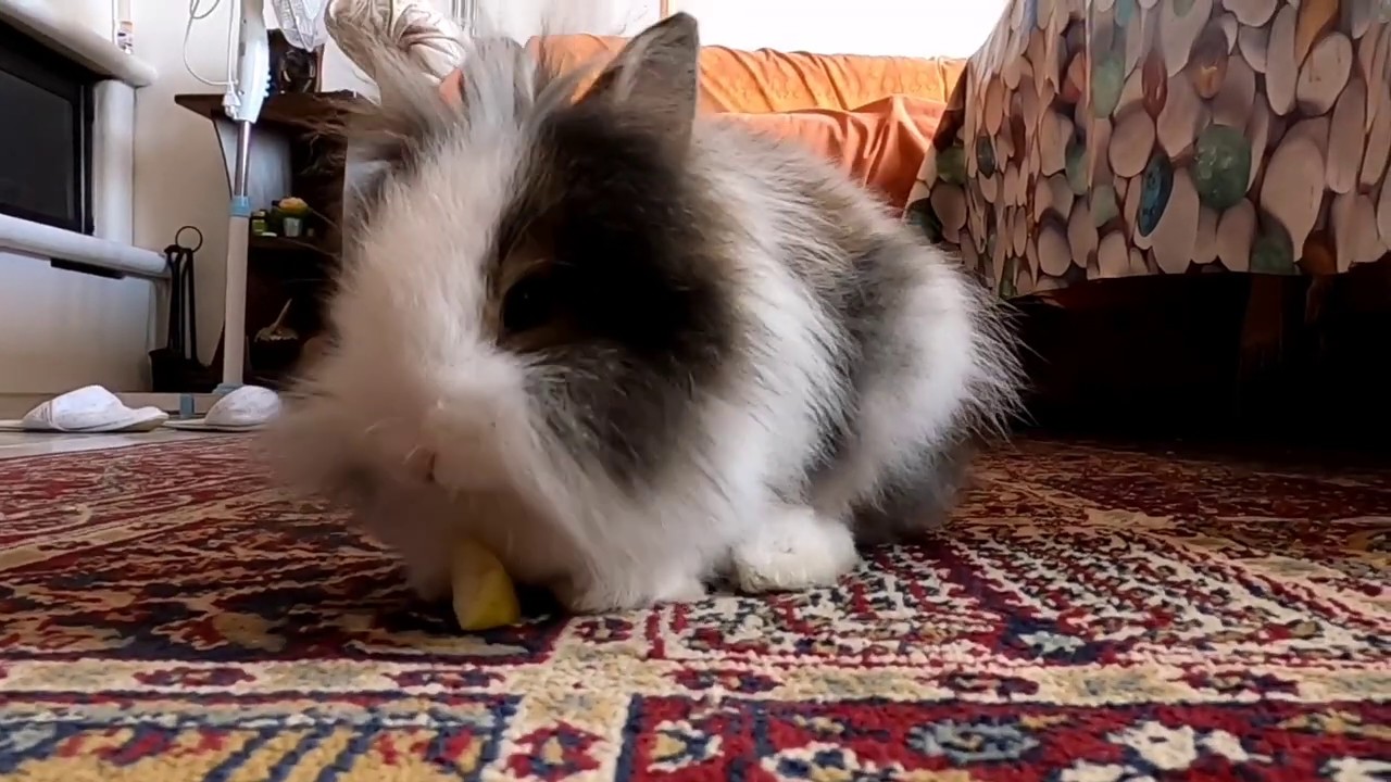 COCO Mini Rabbit Jumping! - YouTube