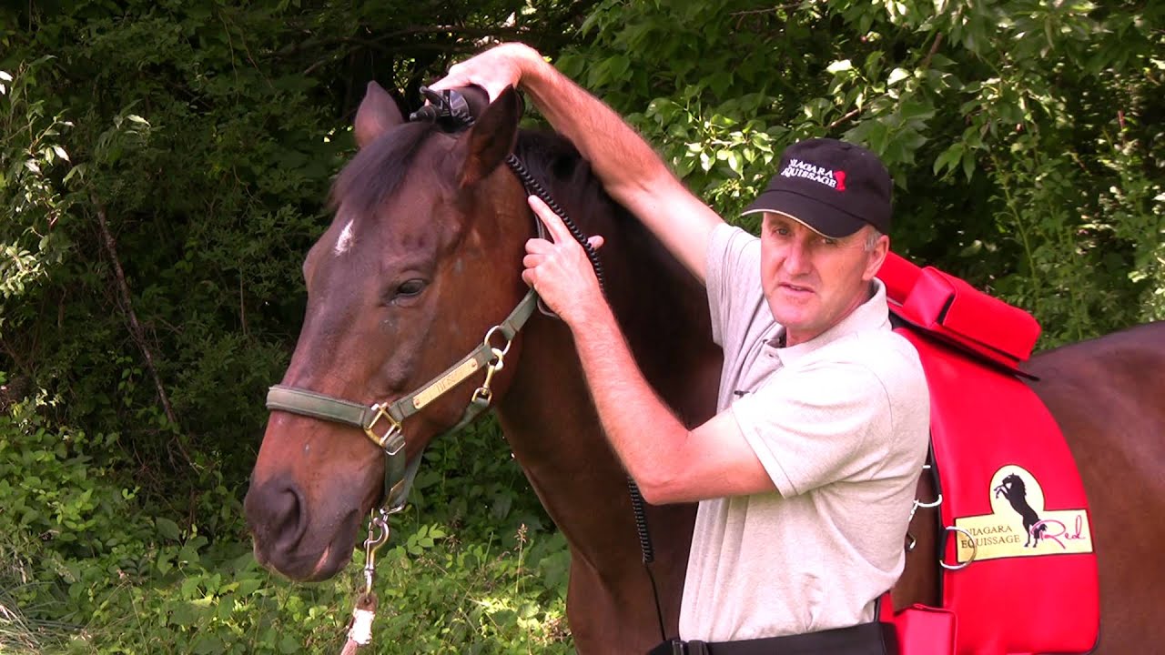 Upper Neck, Poll, and TMJ - Niagara Equissage - YouTube