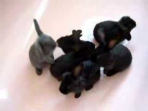 Bunny bath time - YouTube