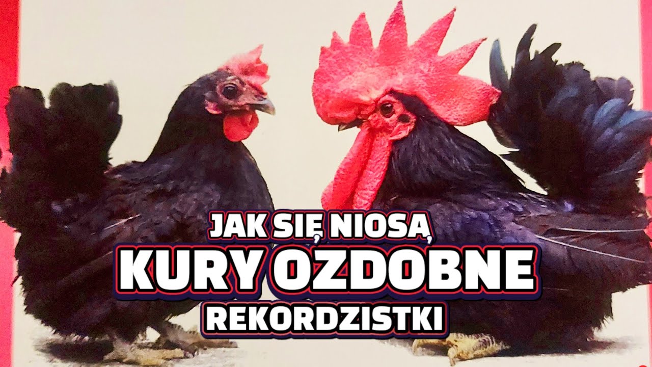 #chicken 🐓🐤🐓 Jak się niosą kury ozdobne - YouTube
