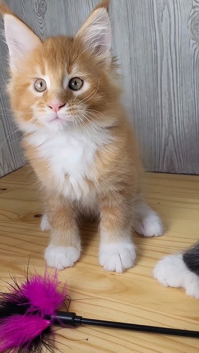 Check out Monty, the red and white Maine coon kitten! He's only 8 weeks old! #mainecoon - YouTube