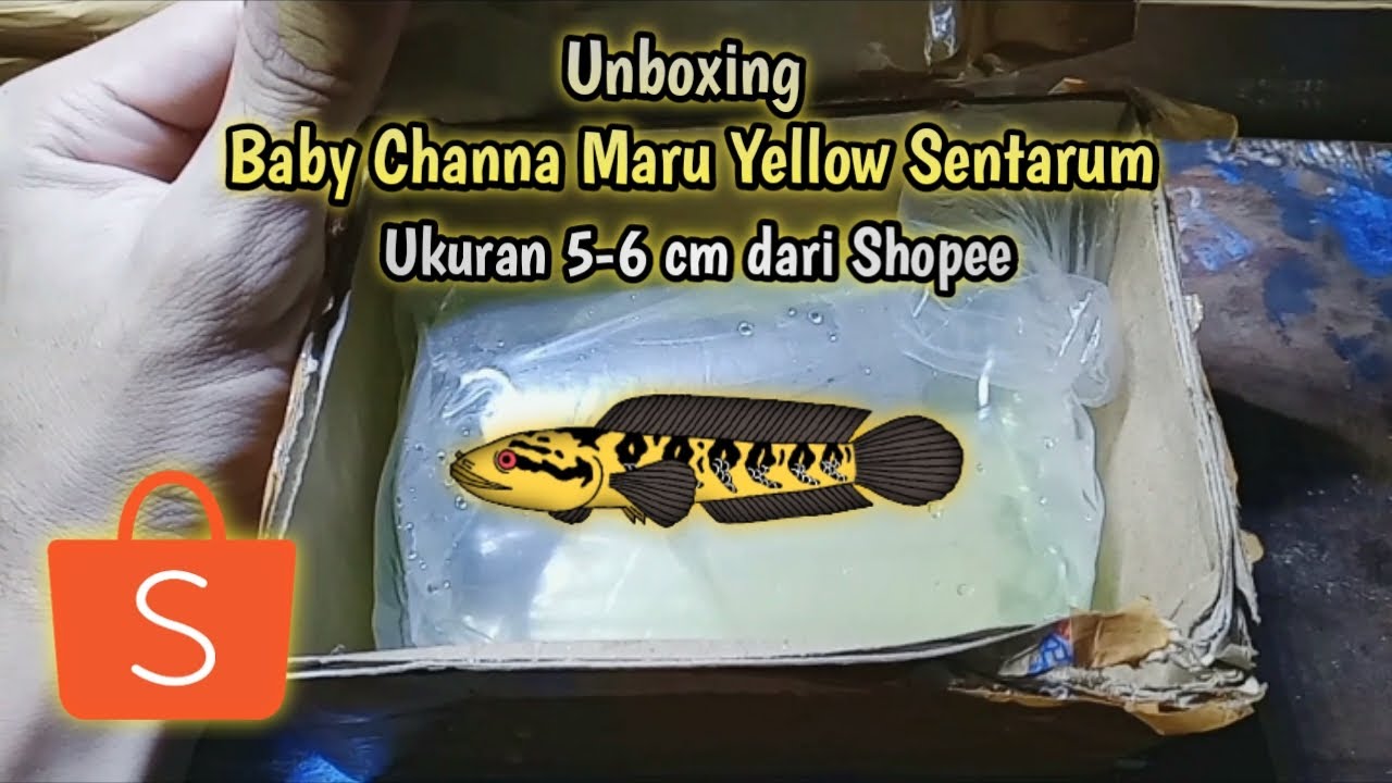 Unboxing Baby Channa Maru Yellow Sentarum Ukuran 5-6 cm dari Shopee ...