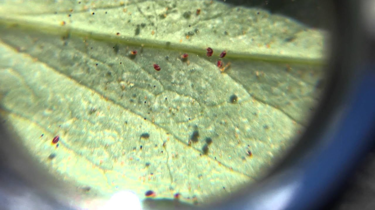Snow peas with a mite breakout. - YouTube