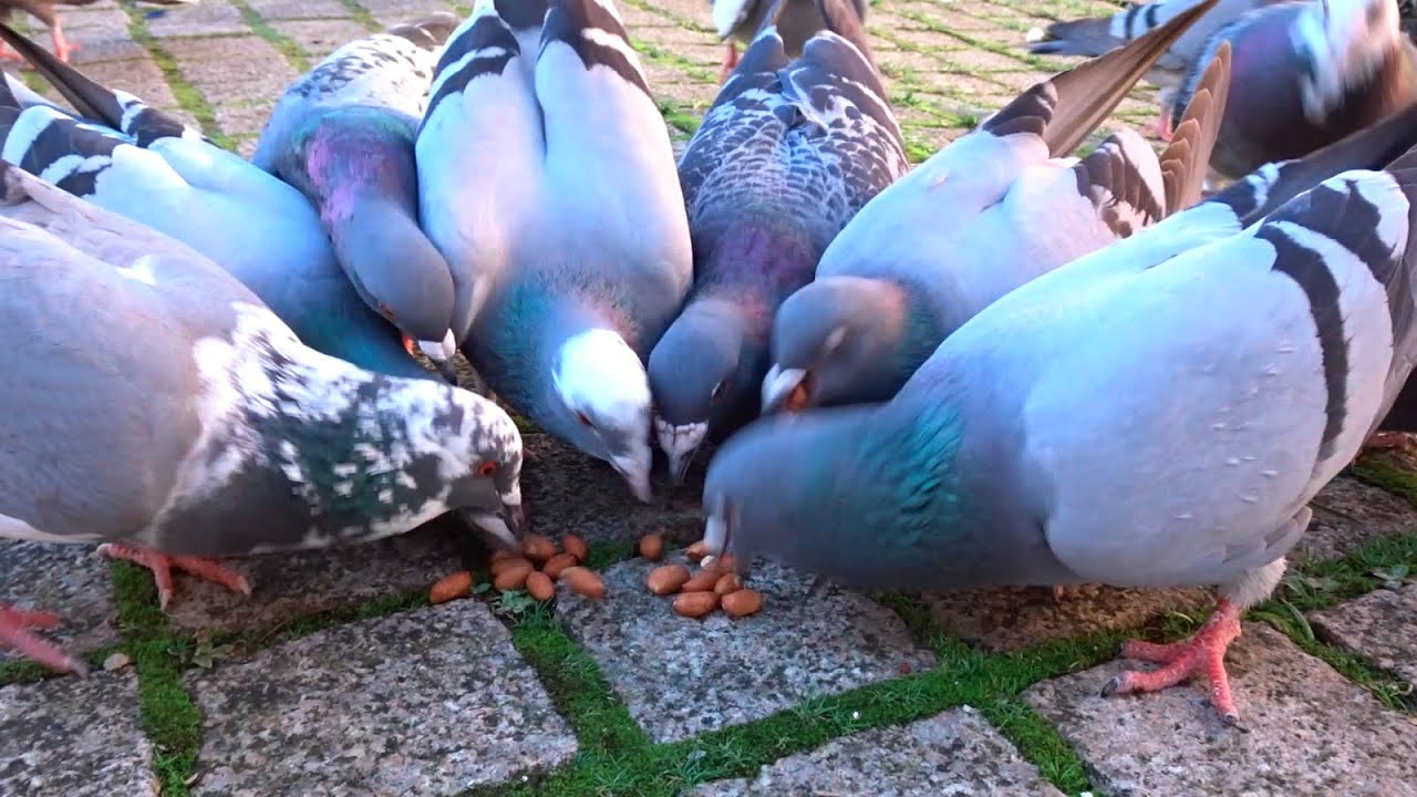 Greedy Pig Pigeons - YouTube