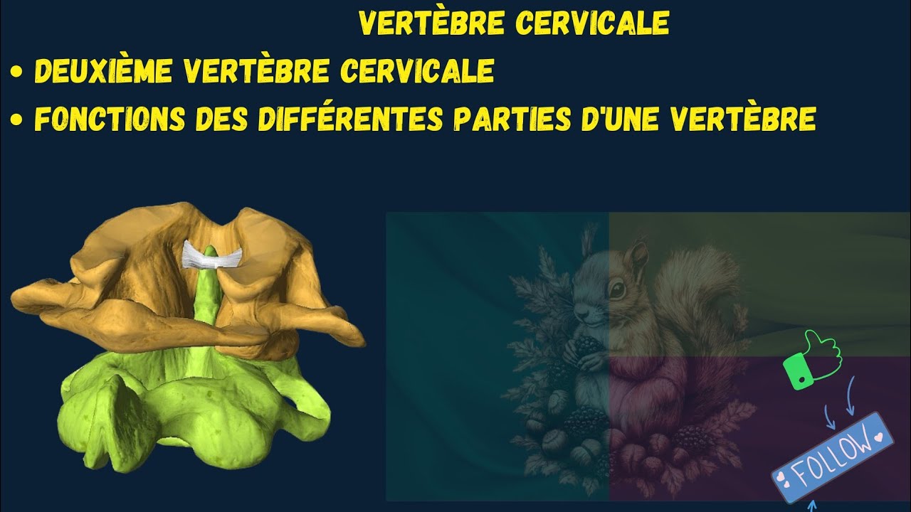 [4] DEUXIÈME VERTÈBRE CERVICALE C2 [AXIS] & FONCTION DES PARTIES D’UNE ...