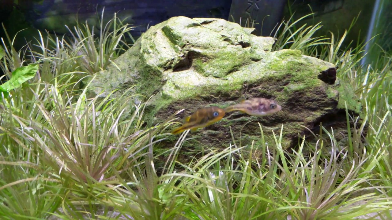 Dwarf Pea Puffers Mating "Dance" - YouTube