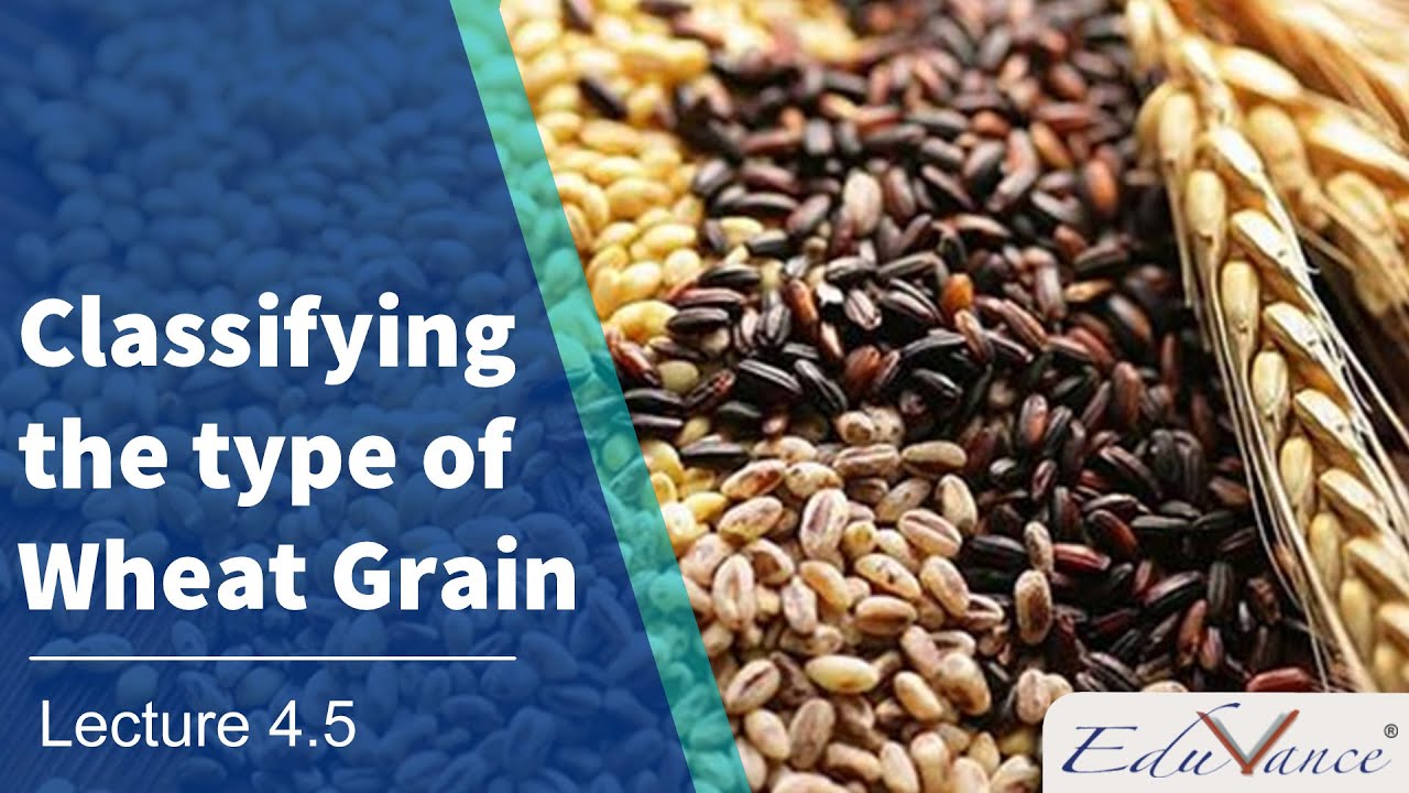 AI Course Session 4 : Lecture 5 - Classifying the Type of Wheat Kernel ...