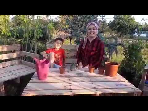Kalp kalbe karşı çiçeği üretimi, bakımı