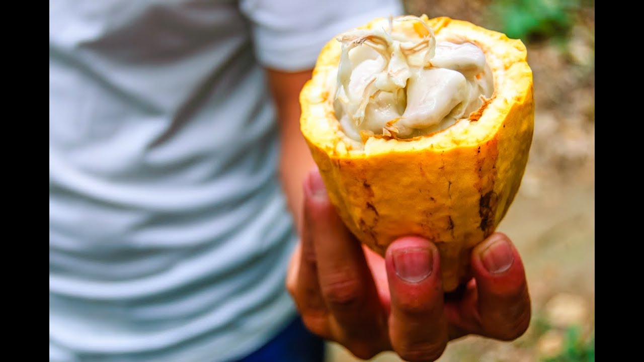 Criollo Cacao and Filipino Hot Chocolate | Il cacao criollo e la ...