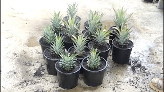 Mass growing pineapple 101 - Grow pineapple the easy way!