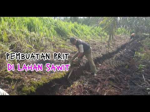 cara pembuatan parit di lahan sawit. - YouTube