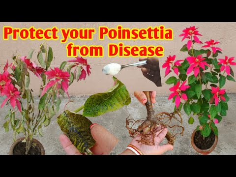 Poinsettia plant care & big problem / Fungal attack on plants / Protect ...
