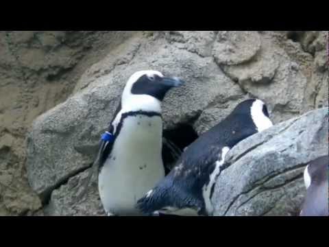 A penguin pooping...VERY FUNNY! - YouTube
