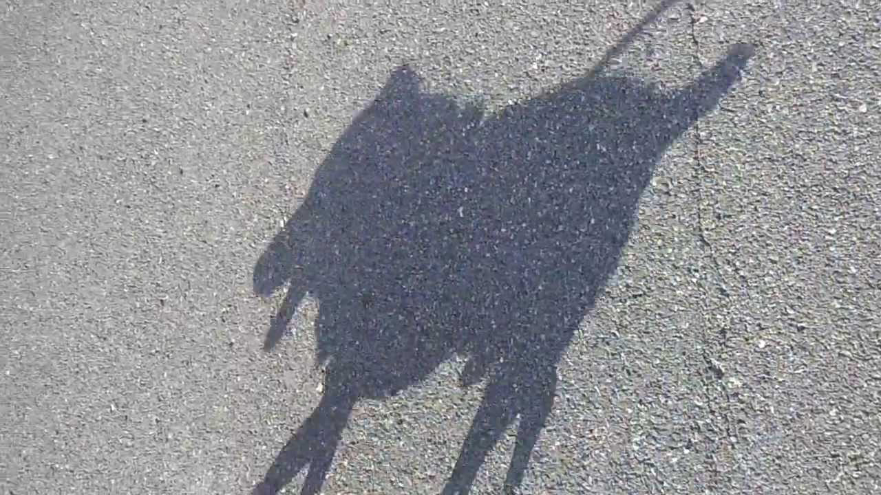 Walking Shadow dog - YouTube