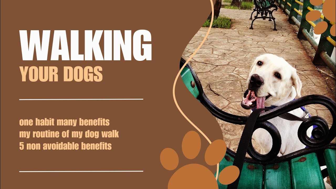 how important walking your dog is? 5 non avoidable benefits come with ...