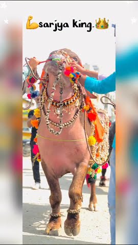 sarjya Vishal bankar ka #padokiladai #padokitakkar # ...