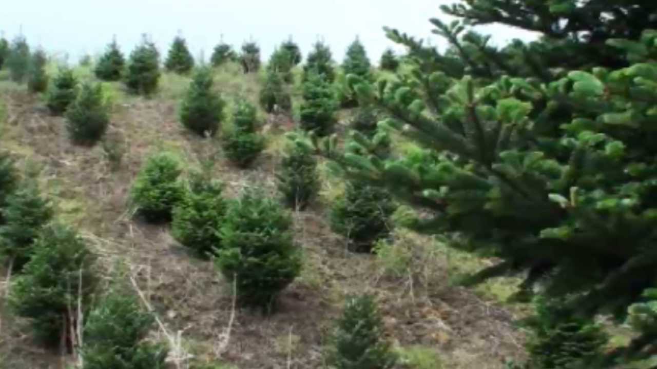 Boyd Mountain Tree Farm and Cabins - YouTube