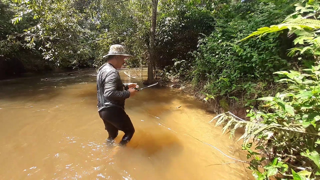 Hampala / Sebarau Fishing #1 - strike at first sight - YouTube