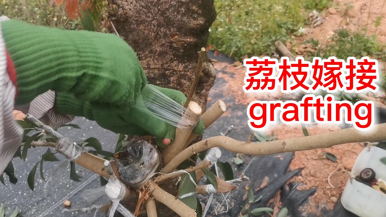 嫁接荔枝新品種，在廣東茂名免費嫁接，面積需幾十畝以上 Grafting new lychee species, free grafting ...