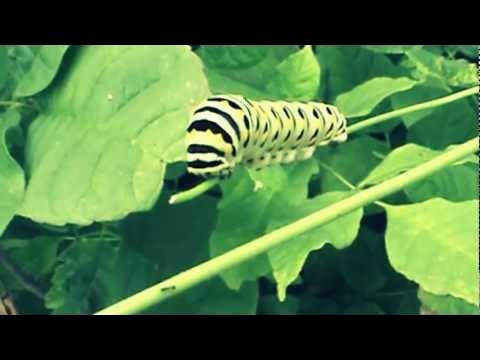 Hermie the Wormie. - YouTube