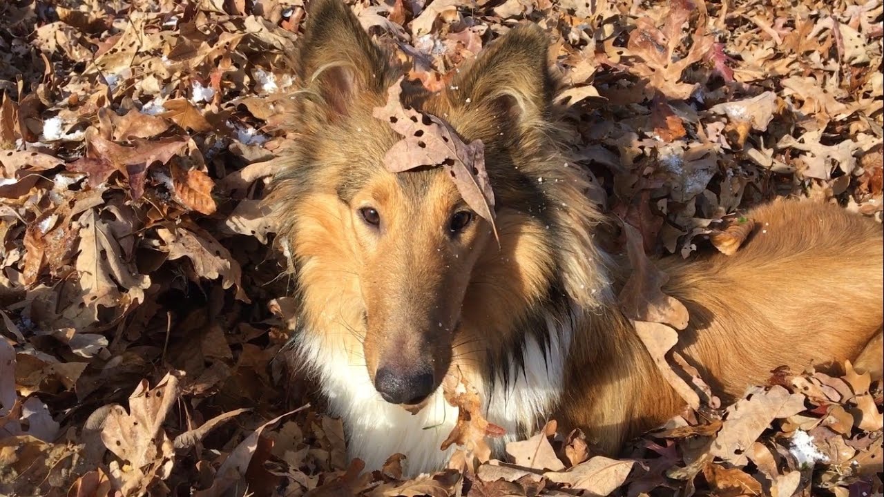 Rough Collie playing in the leaves for the first time ever at 11 months ...