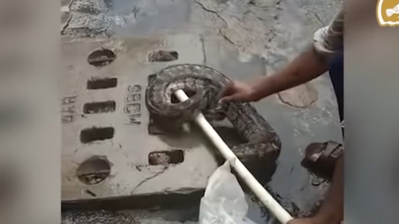 Snake in flood water || Snakes and Flooding || Floods and snakes ...