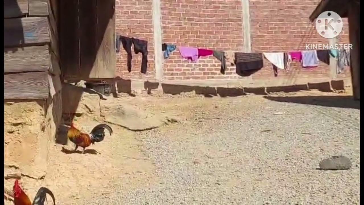 qaib dib txuam qaib qu qua zoo - YouTube