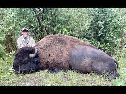 Steve's Bookcliffs archery bison hunt. - YouTube