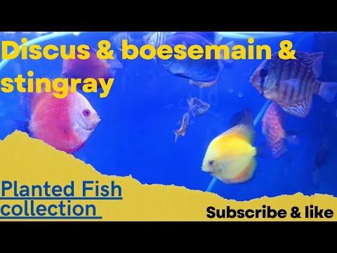 DISCUS & BOESEMAIN & STINGRAY COLLECTION 😍😍#fishlover - YouTube