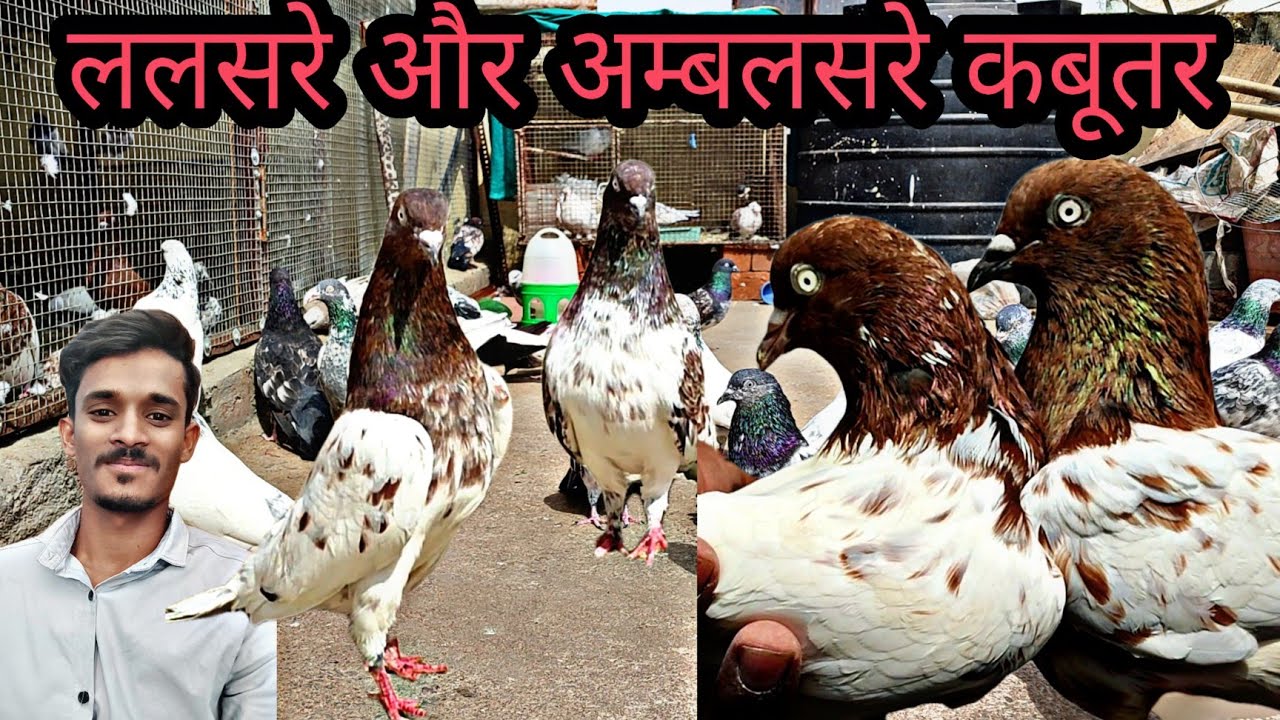 LALSARE AMBALSARE KABOOTAR AT MONA BHAI LOFT - YouTube
