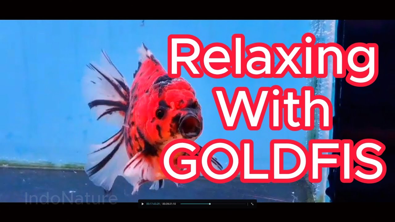 35 minutes Relax With Goldfish Between Relaxing Music and The Goldfish ...