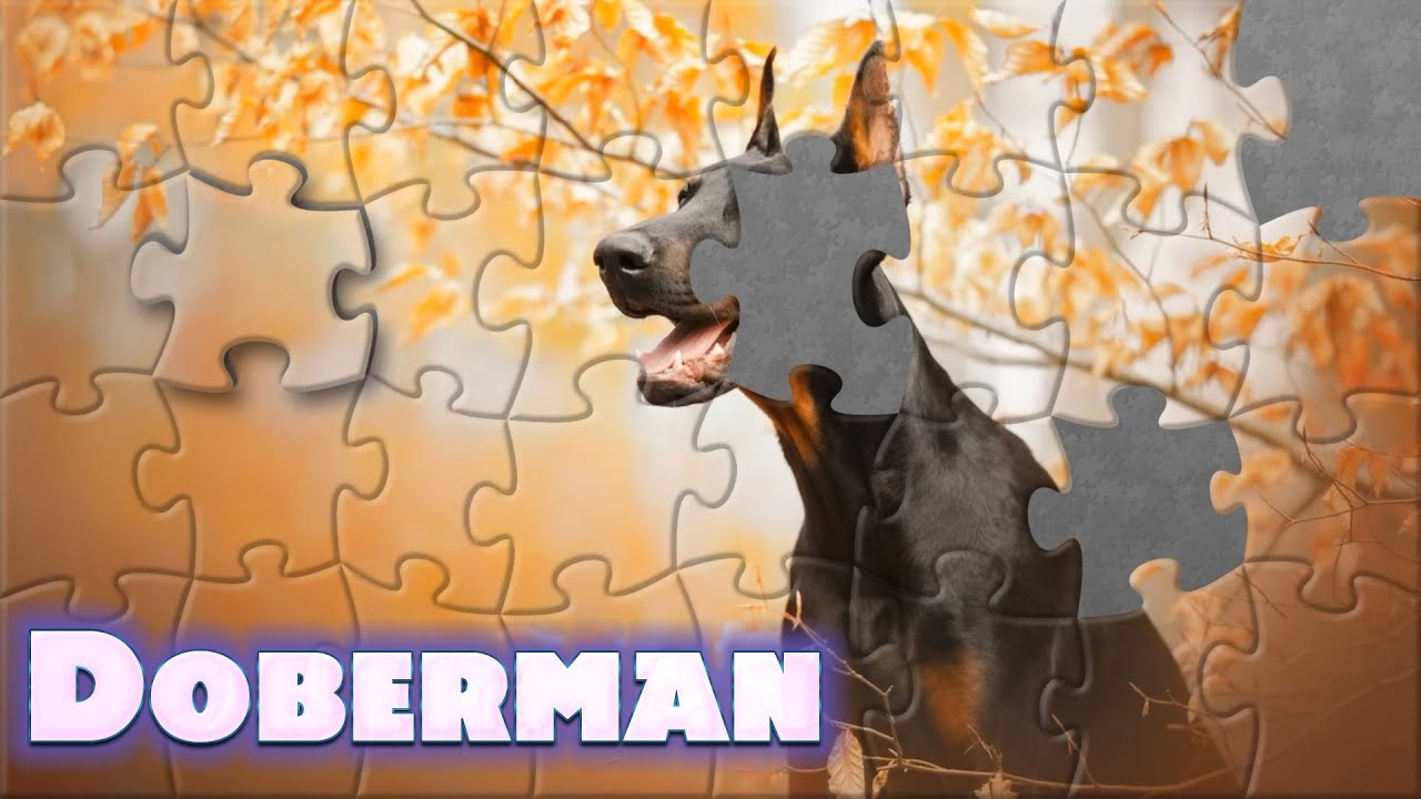 Doberman - Dobermann - ドーベルマン - Dogs puzzle | WAP - YouTube