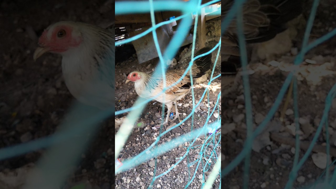 Philippines native fowls - YouTube