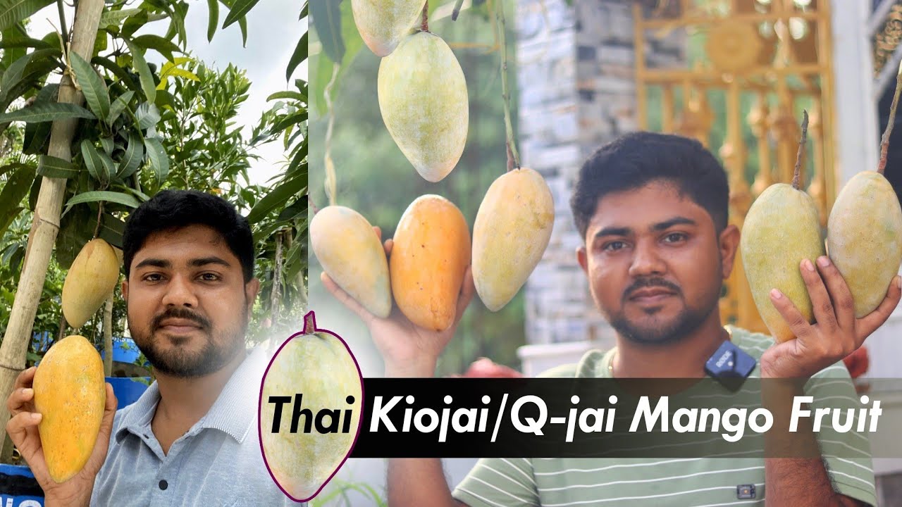 1KG Jambo Kiojai Mango Fruit Original Color and Test ...