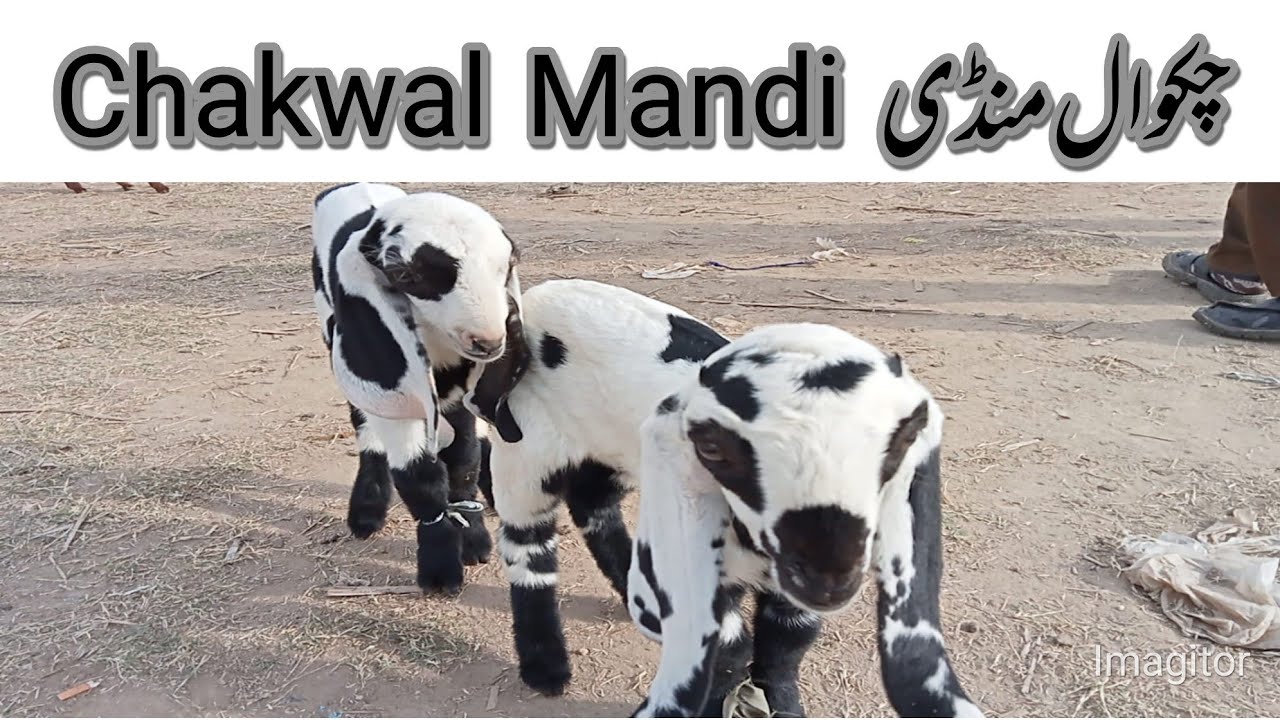 Chakwal mandi Goats Animals Video - YouTube