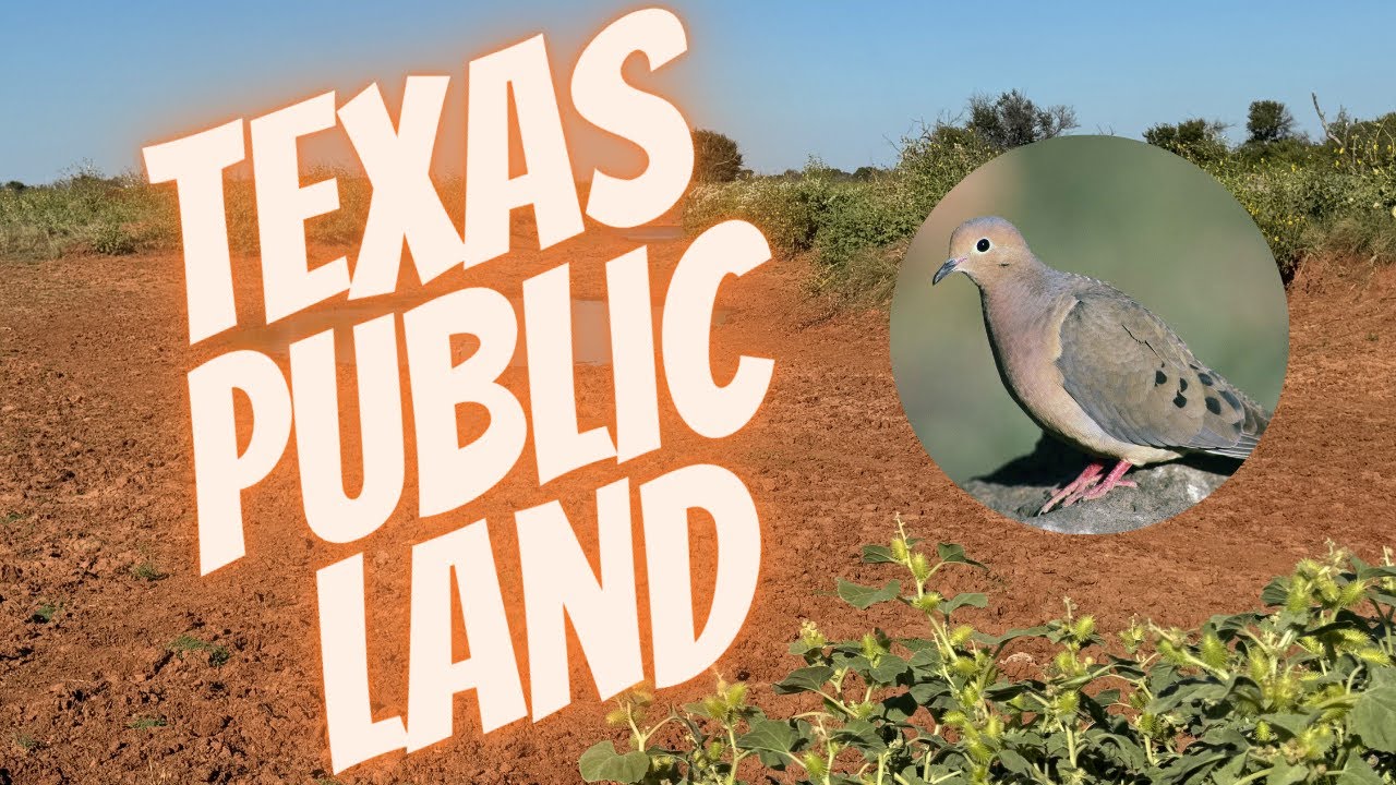 Texas PUBLIC LAND Dove Hunt (Catch and Cook) - YouTube