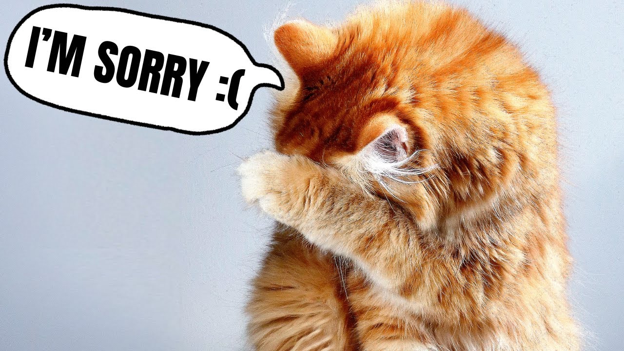 Do Cats Apologize To Humans? | 6 Ways Cats Say Sorry To Humans - YouTube