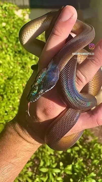 Yearling Northern White Lipped Python Male - YouTube